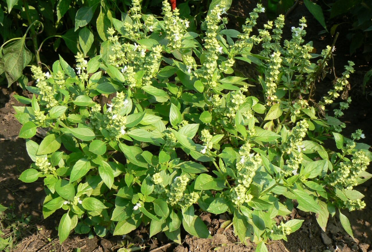 Busuiocul african, condimentul cu care un român din Arad a dat lovitura!