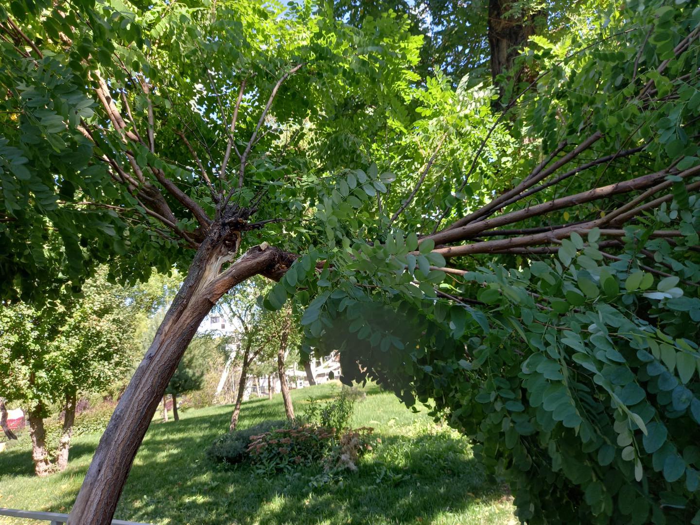 Radu Mihaiu: „Ne cad copacii în cap”