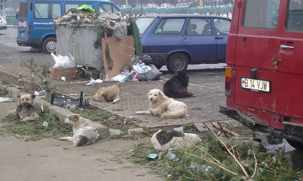 Bărbat din Iași, mușcat de câini maidanezi