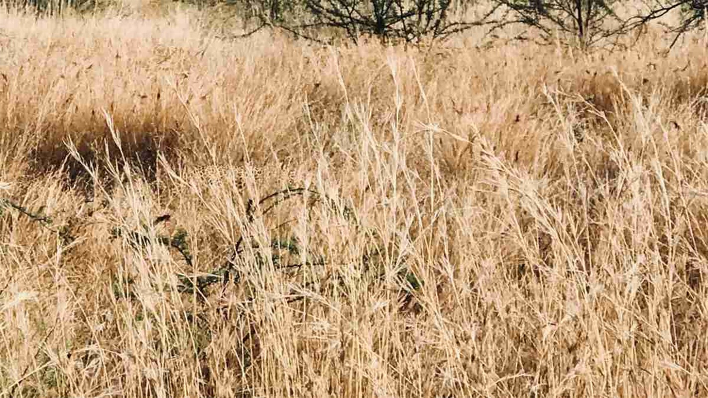 Iluzie optică virală | Ce animal se ascunde în această fotografie?