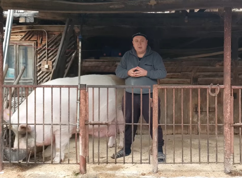 Suma impresionantă cu care se vinde cel mai mare porc din România