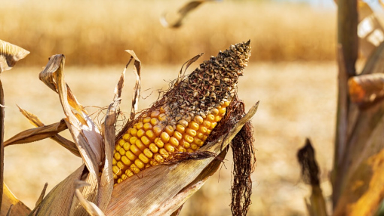 Petre Daea: „România are cea mai mică producție de porumb din ultimii ...