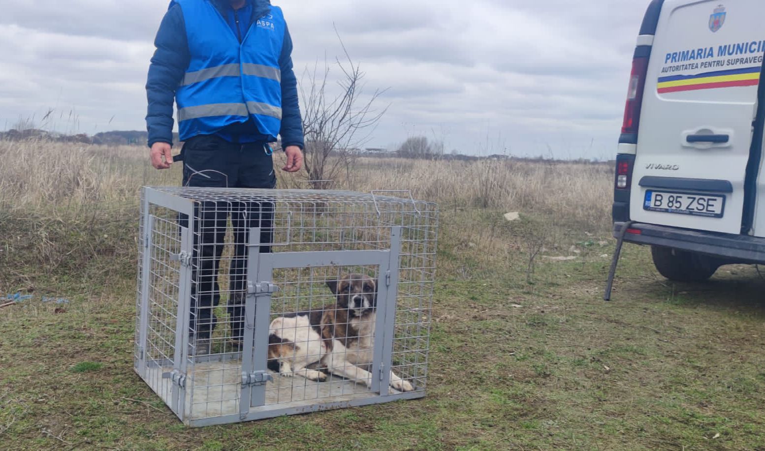 ASPA a ridicat peste 2.000 de câini vagabonzi din București, în 2023