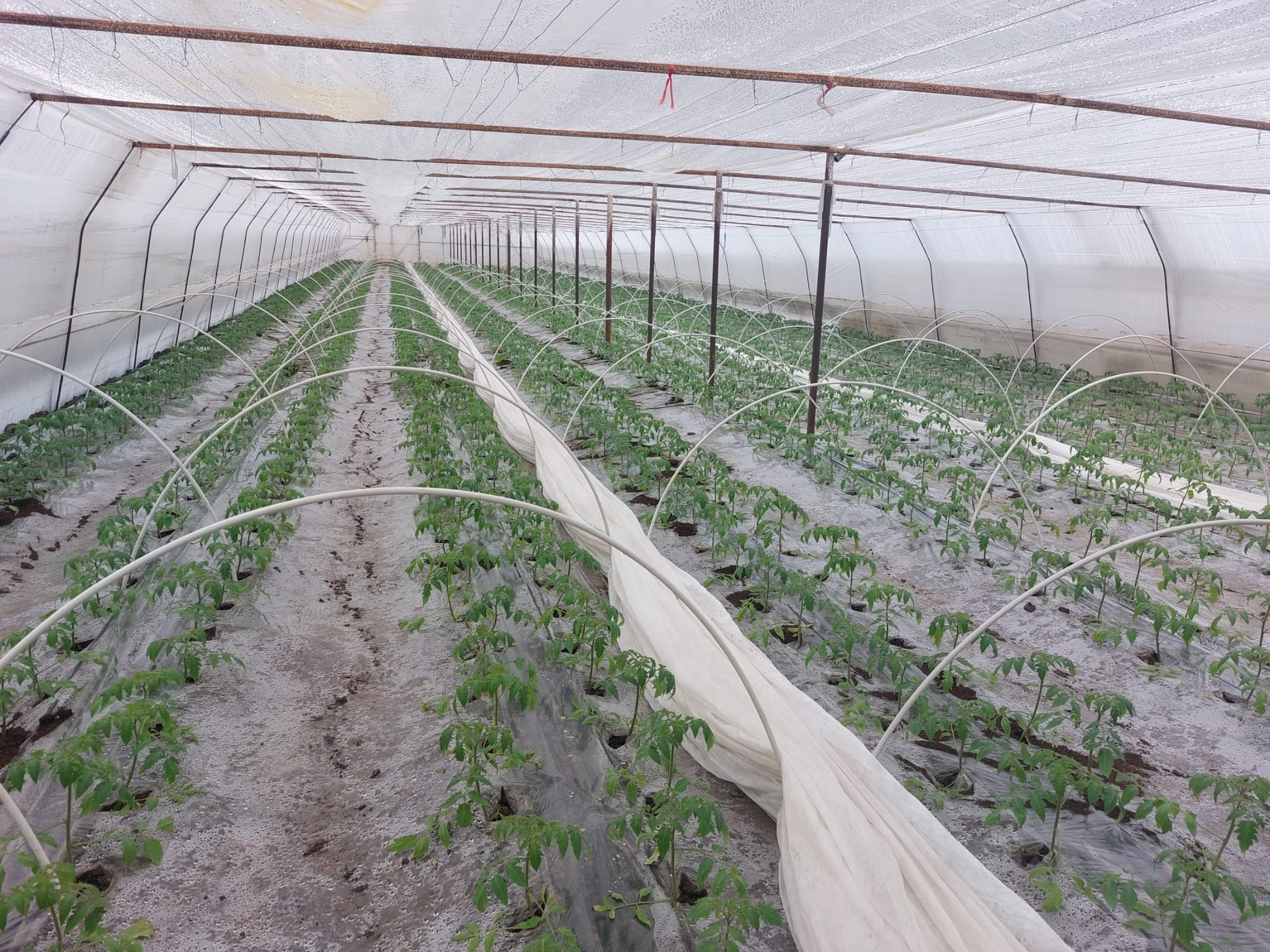 Roșii mai scumpe în aprilie, la tarabe