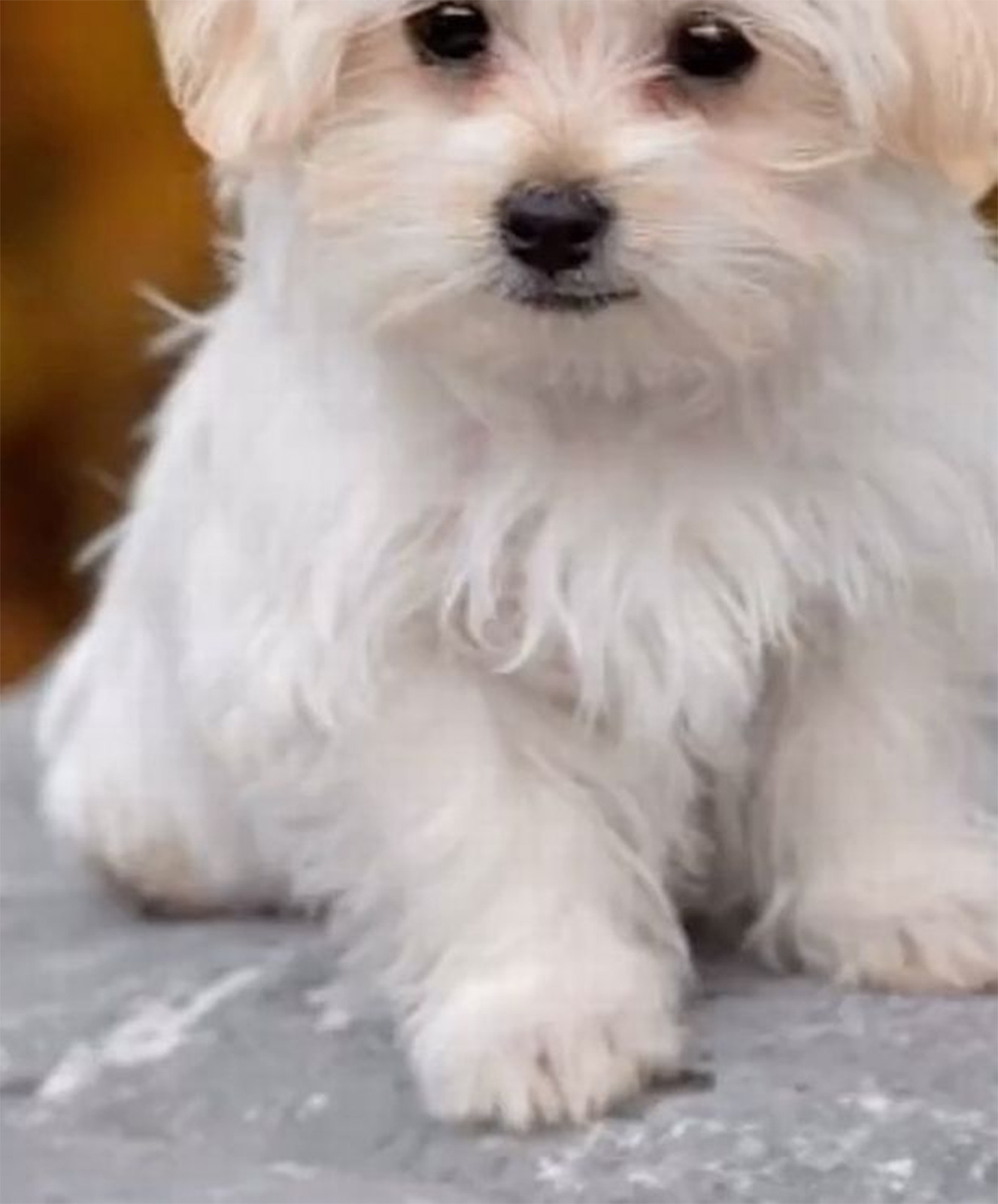 Un cuplu a plătit 1.250 de euro (6.200 lei) pe acest „bișon maltez ...