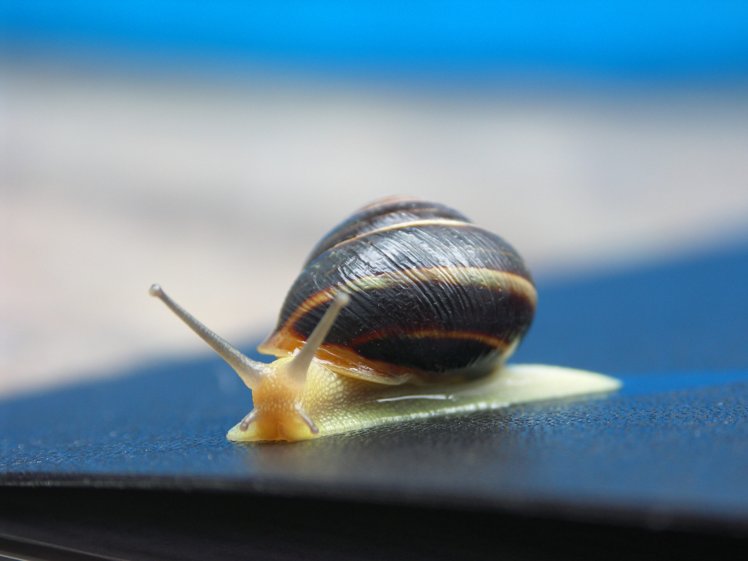 Oamenii antici găteau și mâncau melci uriași în urmă cu 170.000 de ani