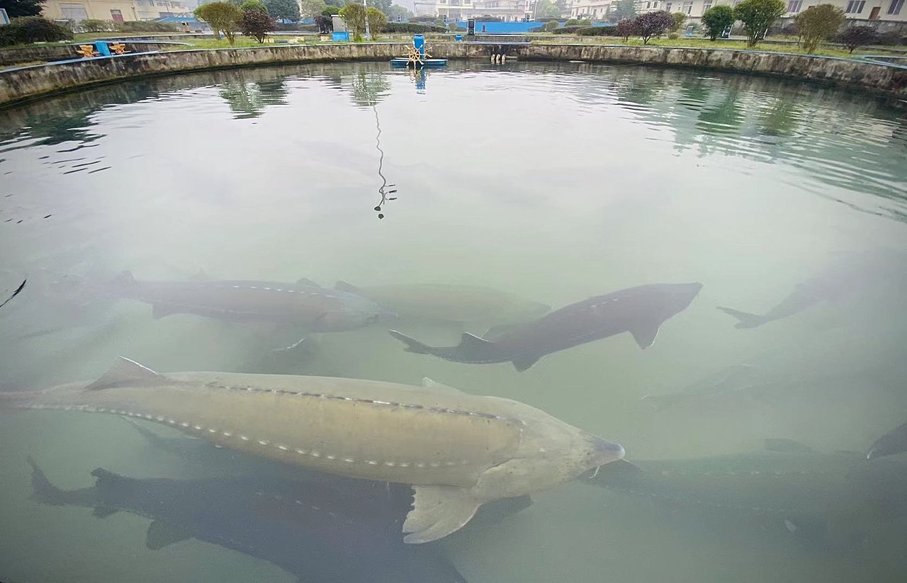 Exportul de sturioni, o afacere de succes pentru românii din Santăul Mic