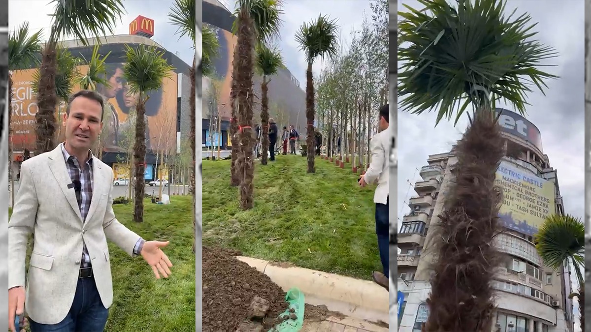 VIDEO. Mai mulți palmieri au „răsărit” în centrul Bucureștiului