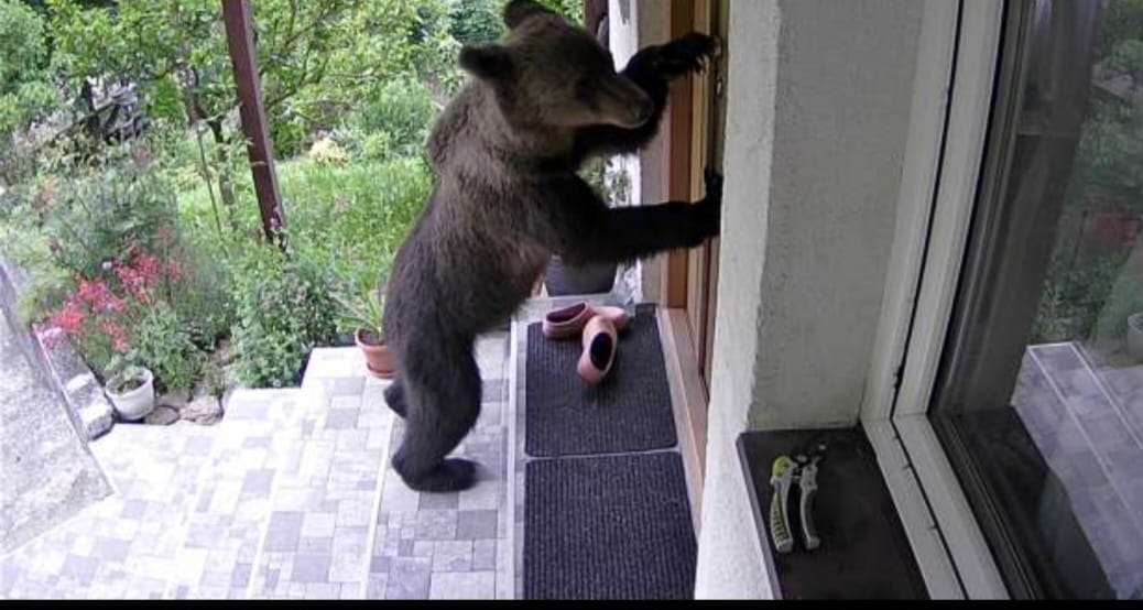 Imagini fabuloase cu un urs care încearcă ușa unei case din Brașov