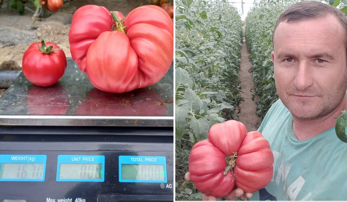 Povestea fermierului din Gorj care crește un soi de roșii GIGANTICE