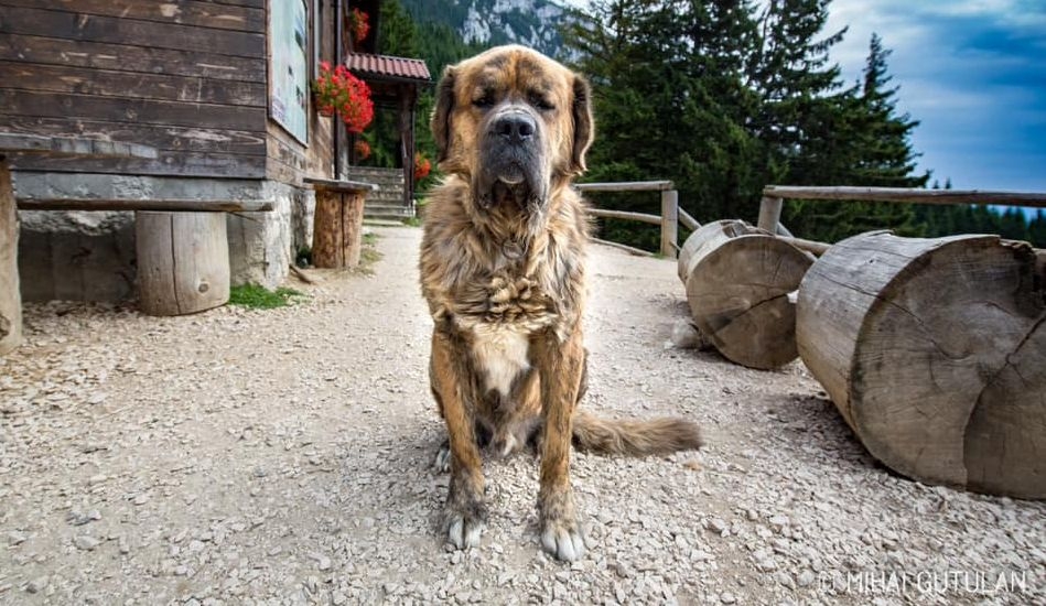 A MURIT Muky, cel mai iubit câine din munții României
