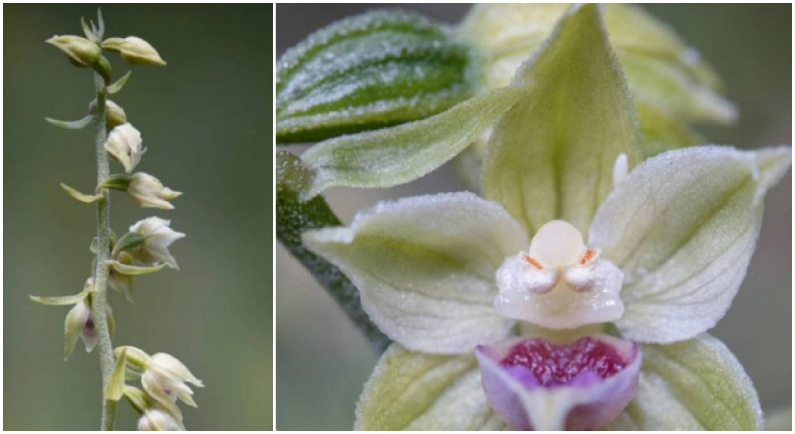 O nouă specie de orhidee a fost descoperită în Munții Bucegi