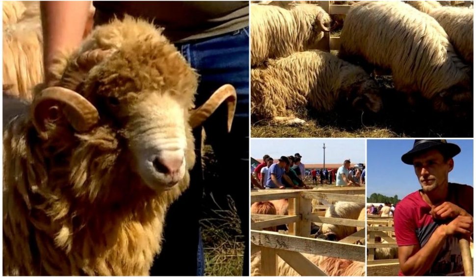 Cât costă cel mai scump BERBEC din România