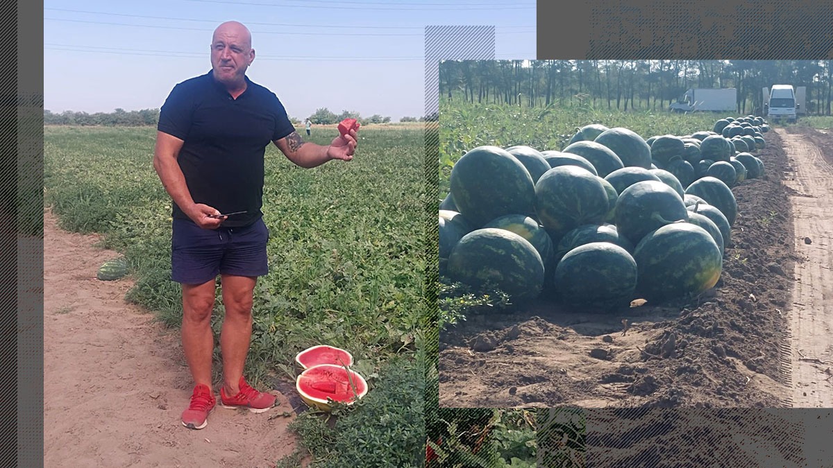 Fermierii din Dăbuleni au scăpat de faliment. Abia a doua recoltă de ...