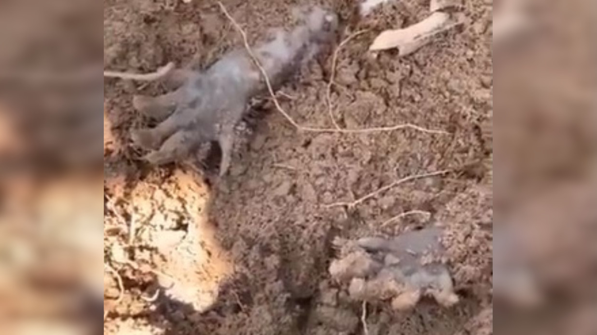 VIDEO | A dat peste aceste gheare care ieșeau din pământ. A tras de una ...