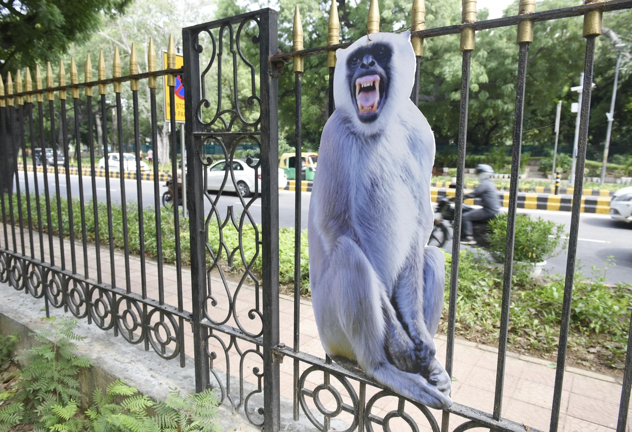 Summitul G20 ar putea fi SABOTAT de macaci. India ia măsuri drastice ca ...