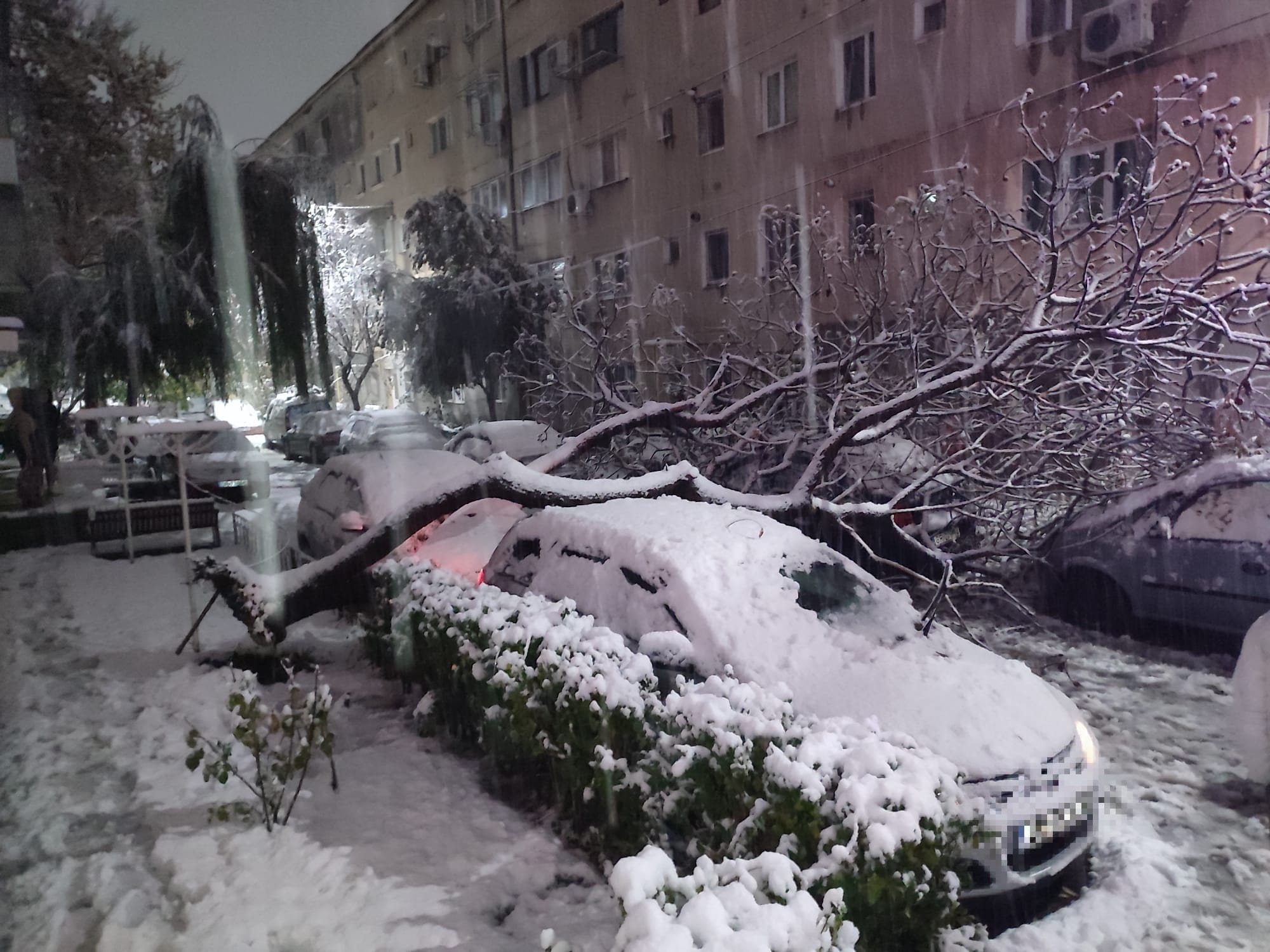 Vântul puternic a pus la pământ Capitala. Copaci căzuți și autoturiasme ...