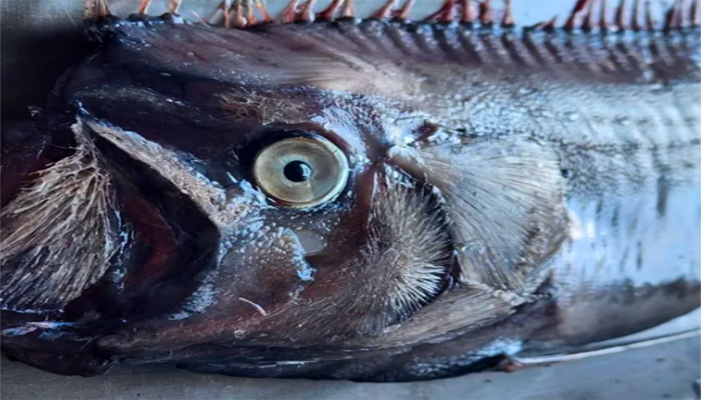 DESCOPERIRE sinistră în adâncul Oceanului Indian