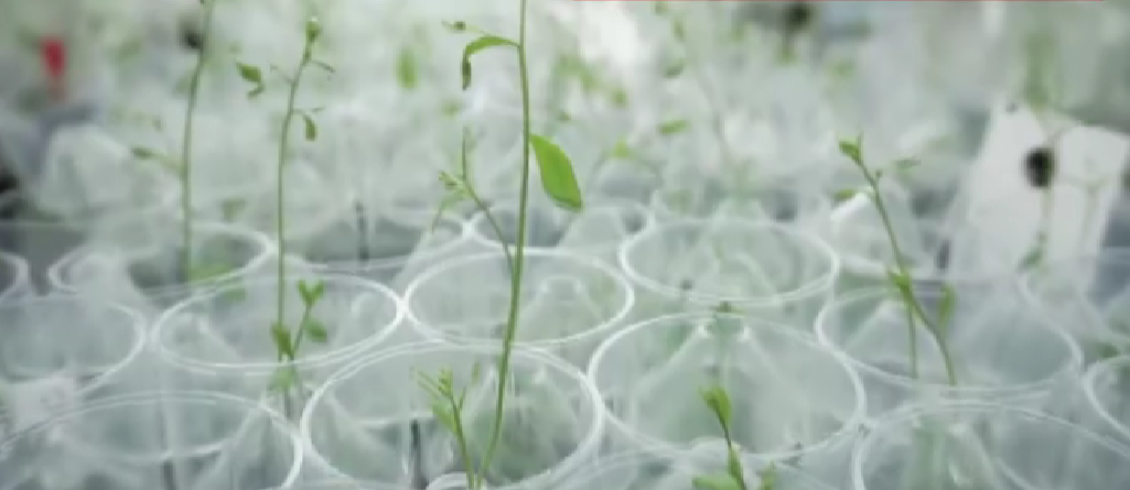 Planta minune obținută de cercetătorii de la Fundulea. S-a obținut o ...