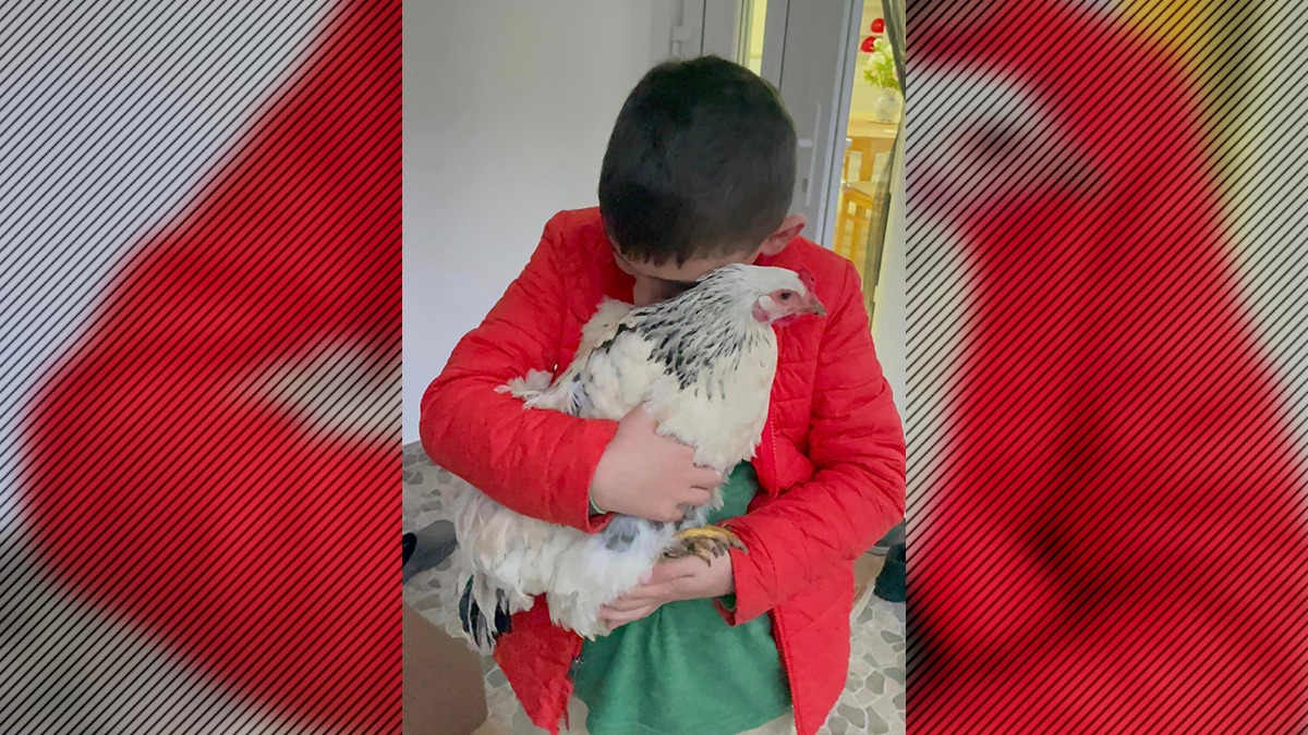 O româncă din SUA și-a mutat familia în țară, de dragul unei găini