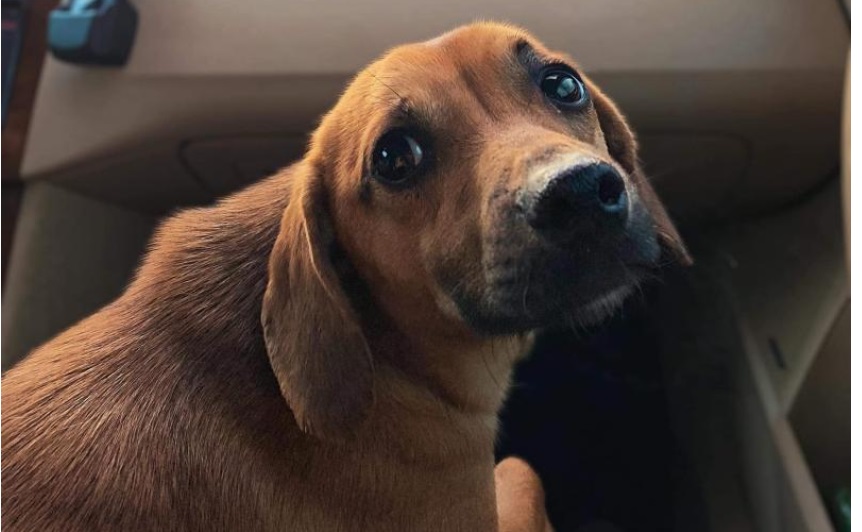 Recompensă URIAȘĂ pentru găsirea lui Patrocle, căţelul dispărut în ...