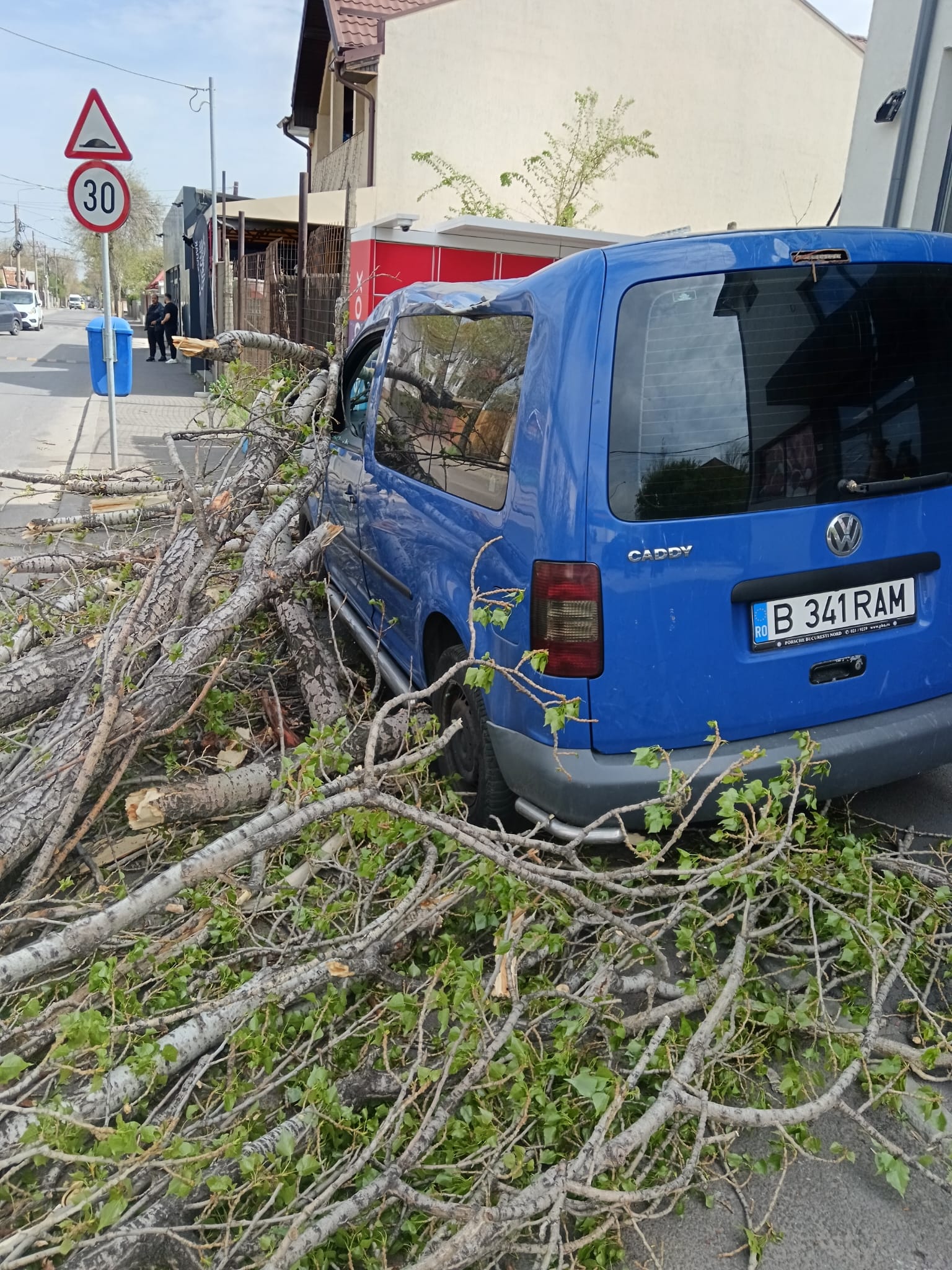 Mii de copaci stau să se PRĂBUȘEASCĂ peste bucureșteni și bunurile lor ...