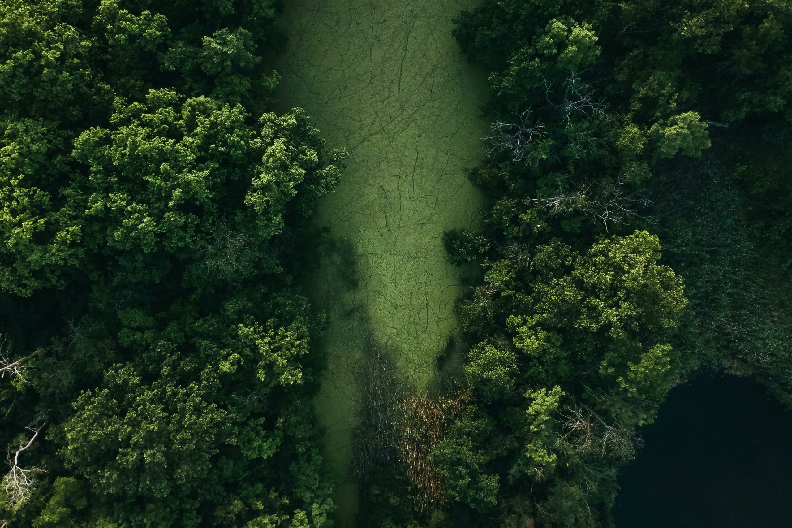 Animalul rar care și-a făcut apariția pe teritoriul României. Iubitorii ...