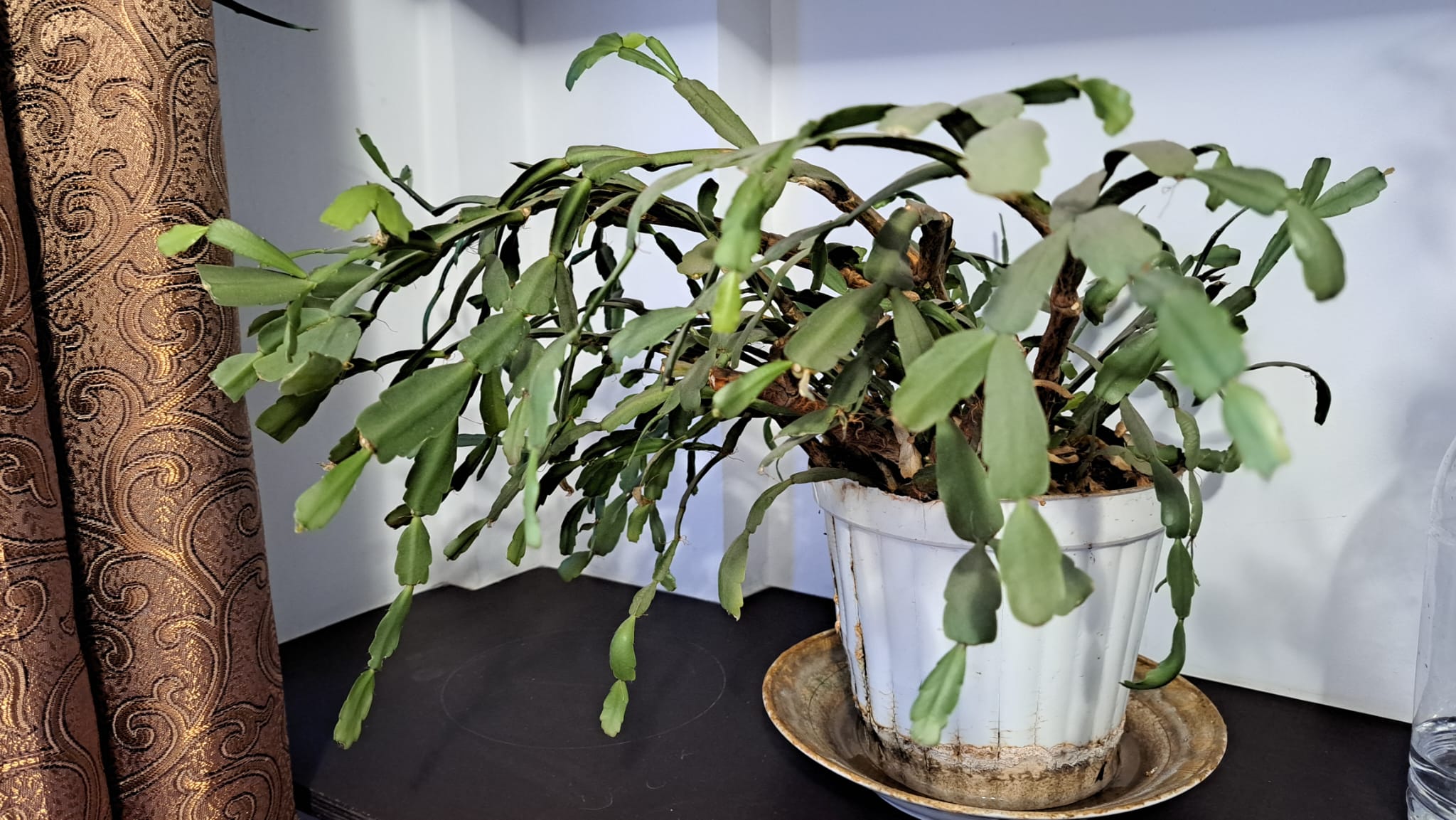 Care sunt cele mai otravitoare PLANTE din România. Unele persoane le-au ...