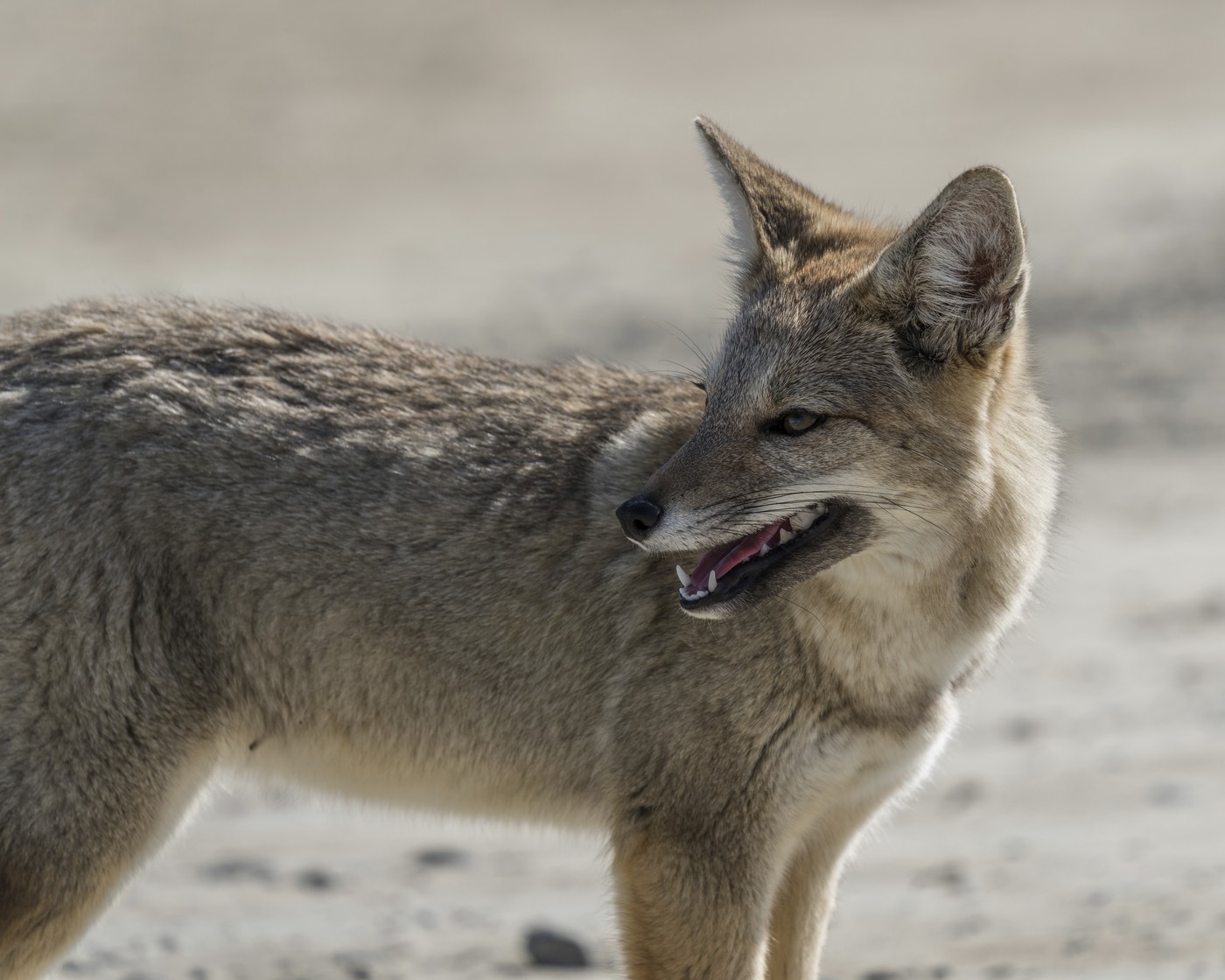 Vulpea ar fi fost animal domesticit acum 1500 ani, în Argentina