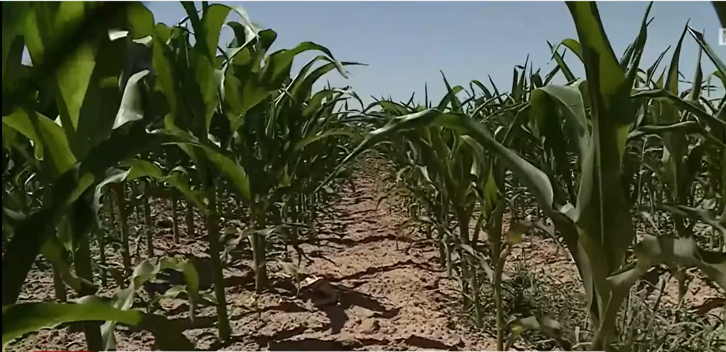 Ministrul PSD al Agriculturii cere C.E. compensații pentru fermierii ...