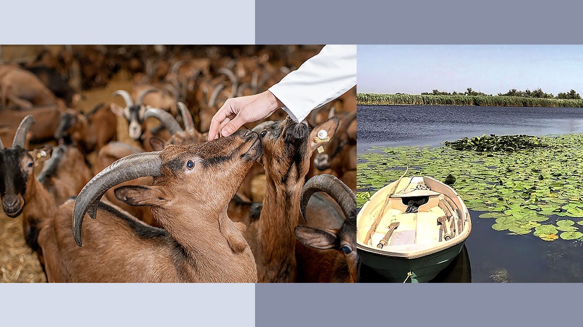 CIUMA CAPRELOR se răspândește în Balcani. Bulgaria, înconjurată de ...