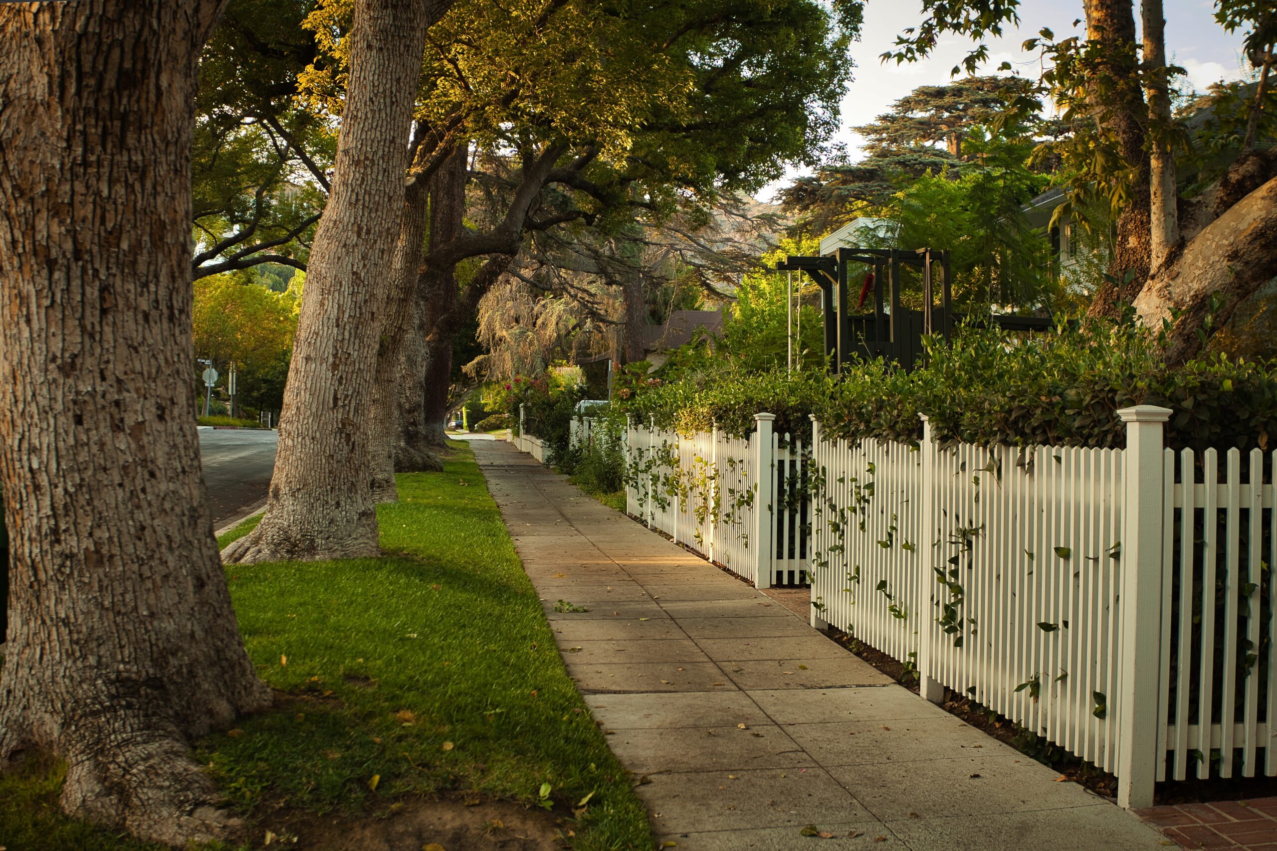 Paradox: Copacii ar putea fi, de fapt, surse de poluare (studiu)