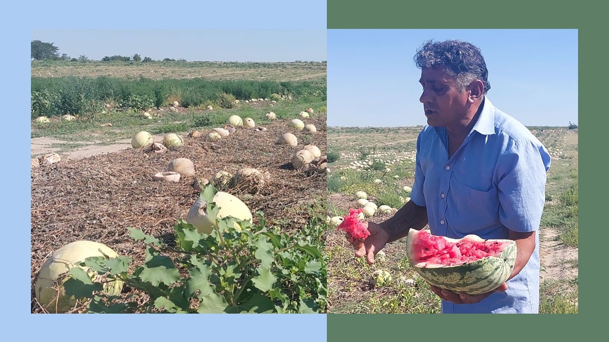Efectele caniculei și influencerilor. LUBENIȚELE de Dăbuleni ajung ...