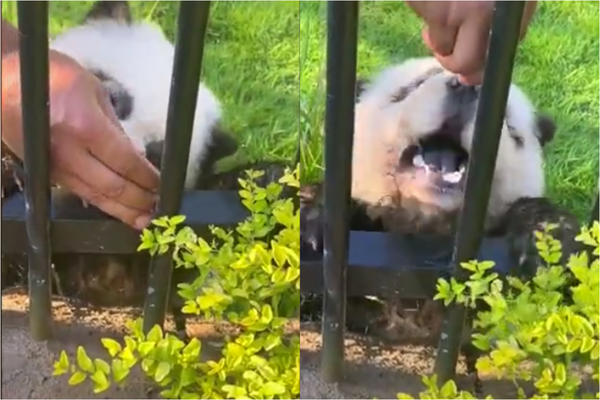 Doi câini pictați au devenit vedete într-o grădină zoologică din China ...