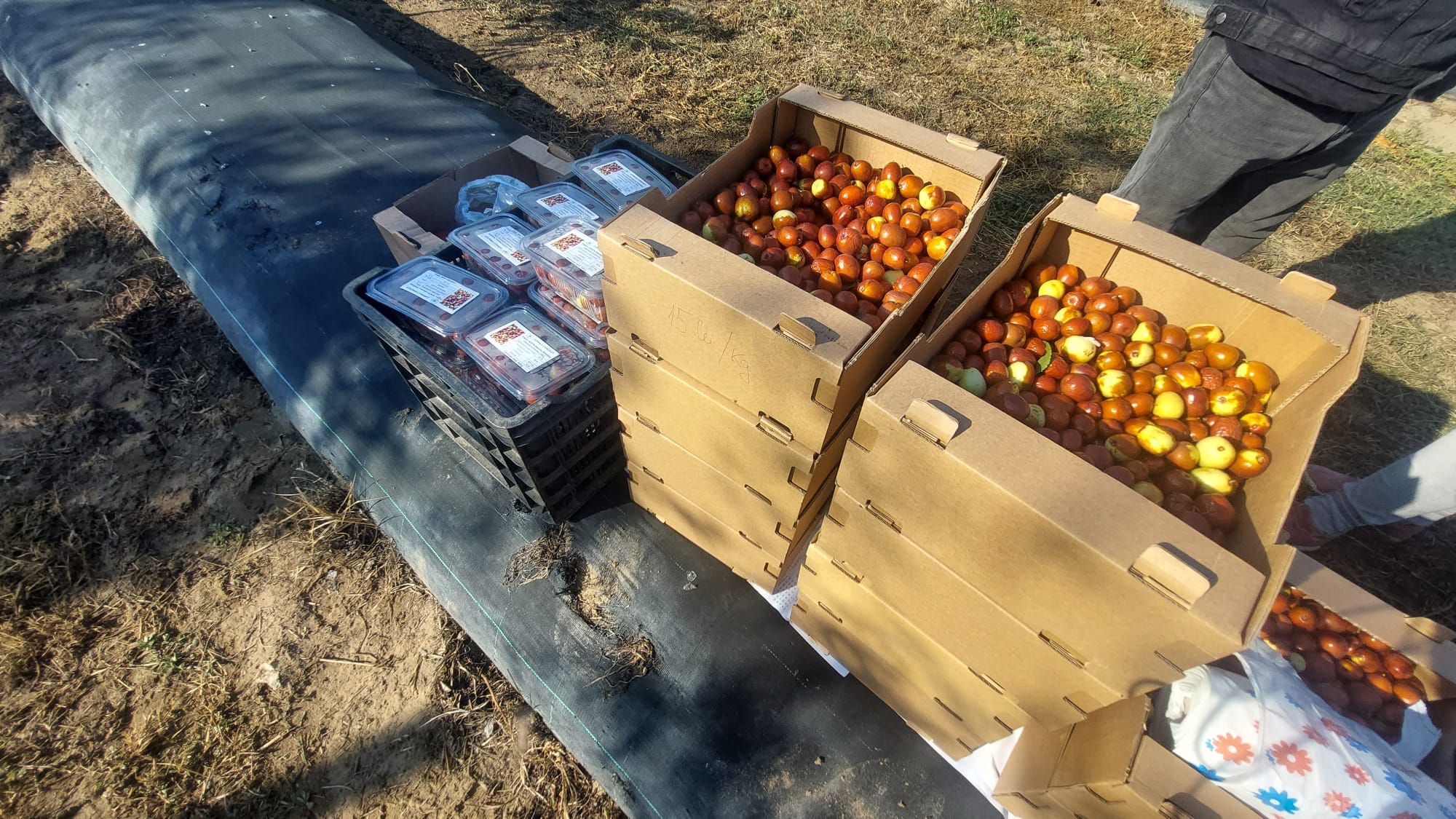 Curmalul chinezesc s-a copt la…Dăbuleni, în „Sahara” României. „S-a ...