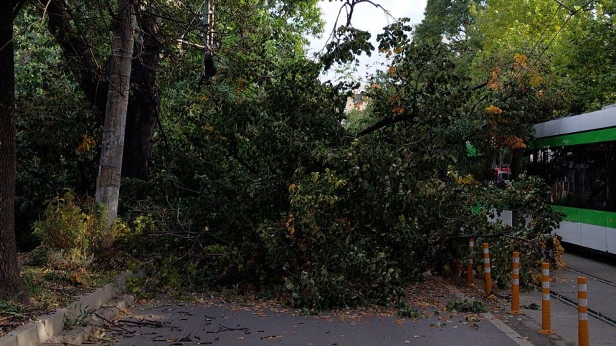 Circulație bulversată în București. Doi copaci s-au prăbușit "simultan ...