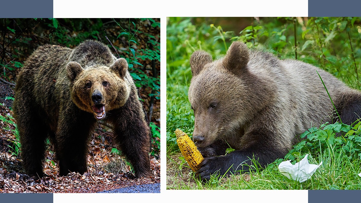 Mobilizare de amploare, după ce un pui de urs a ajuns în apropierea ...