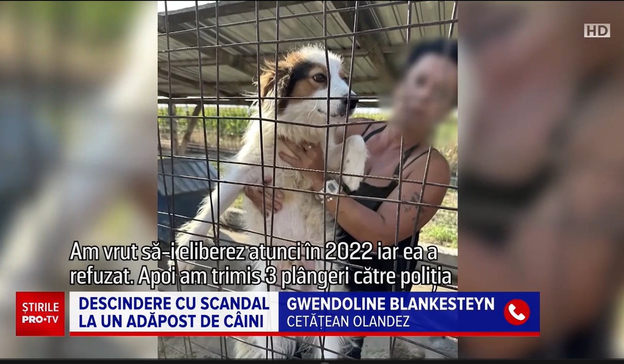 Dosar penal pentru o proprietară a unui adăpost de câini. Ce nereguli ...