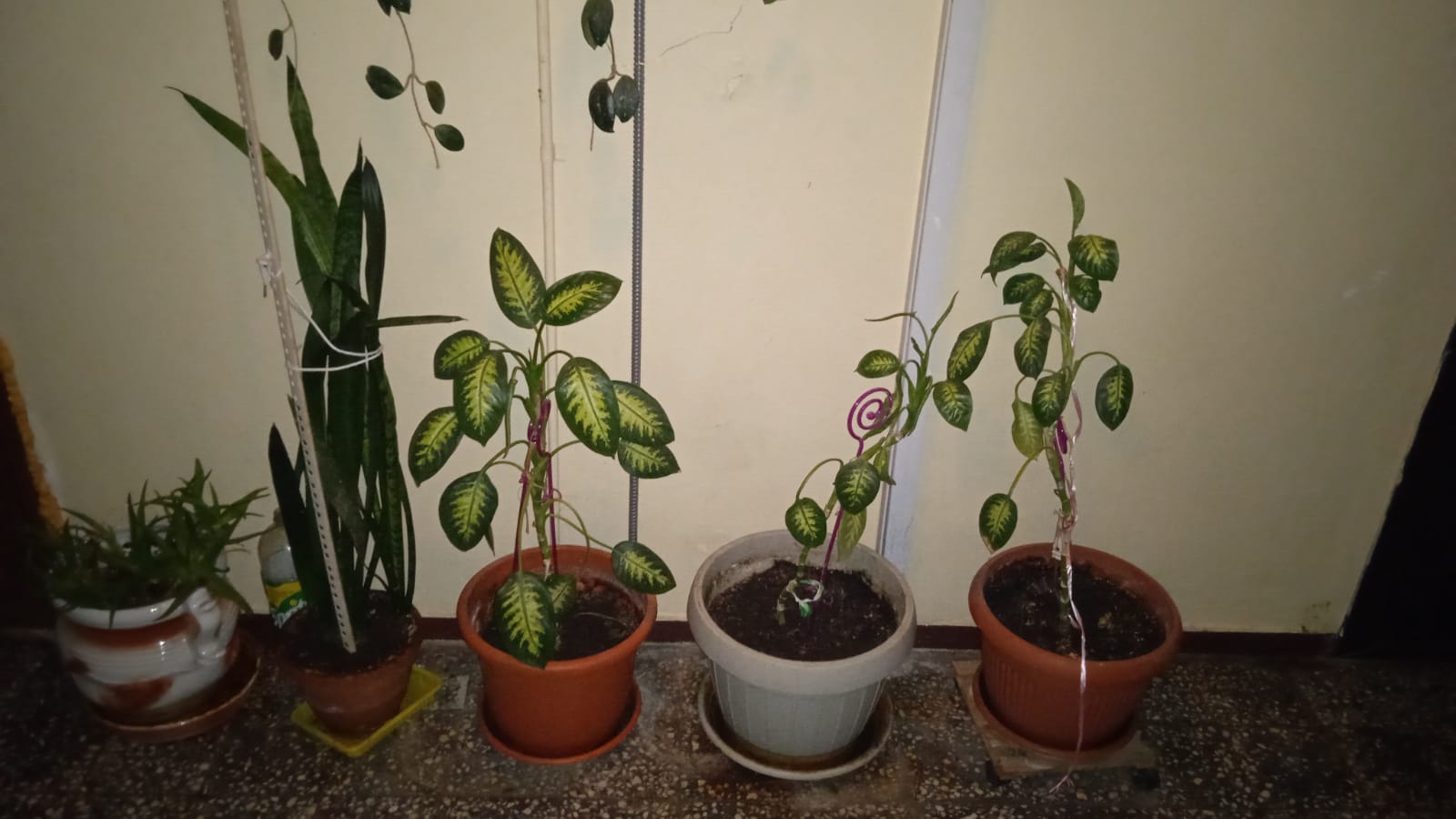 REGULA care trebuie respectată cu strictețe de proprietari, pe scara ...