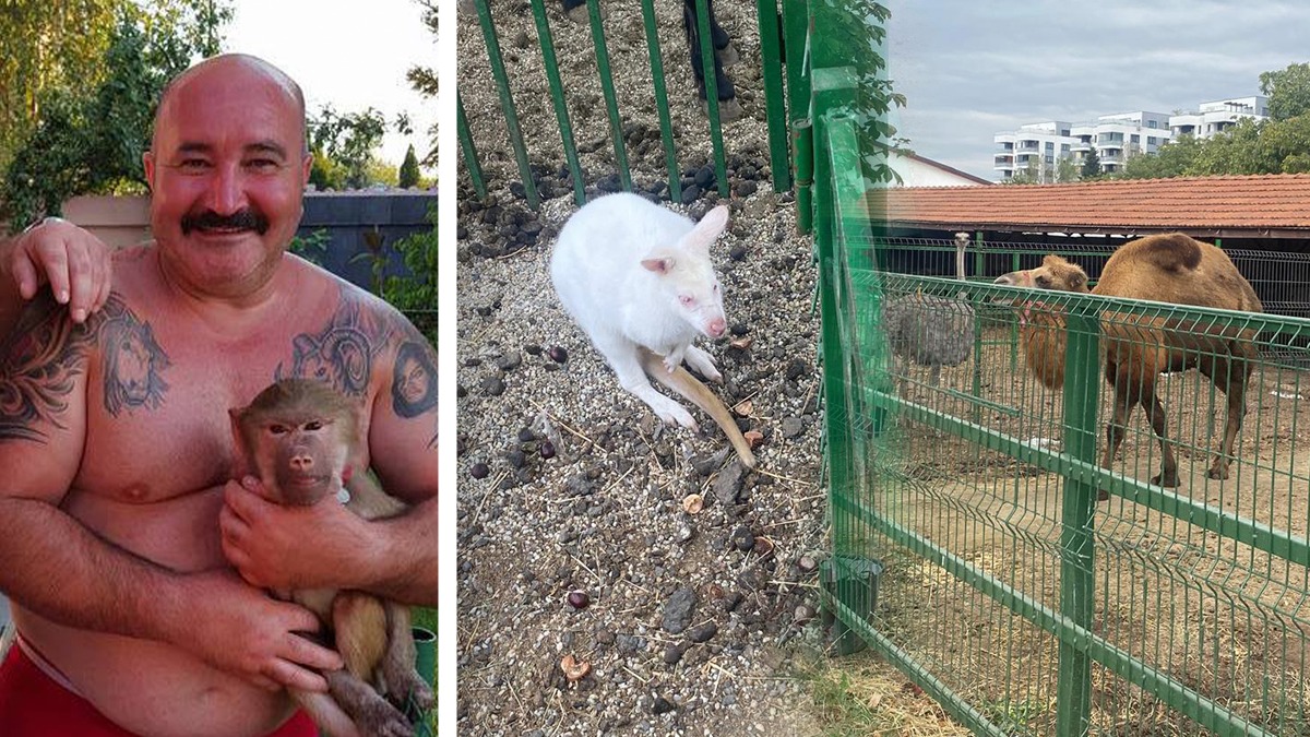 De unde ar fi făcut rost Nuțu Cămătaru de un dromader și un cangur alb