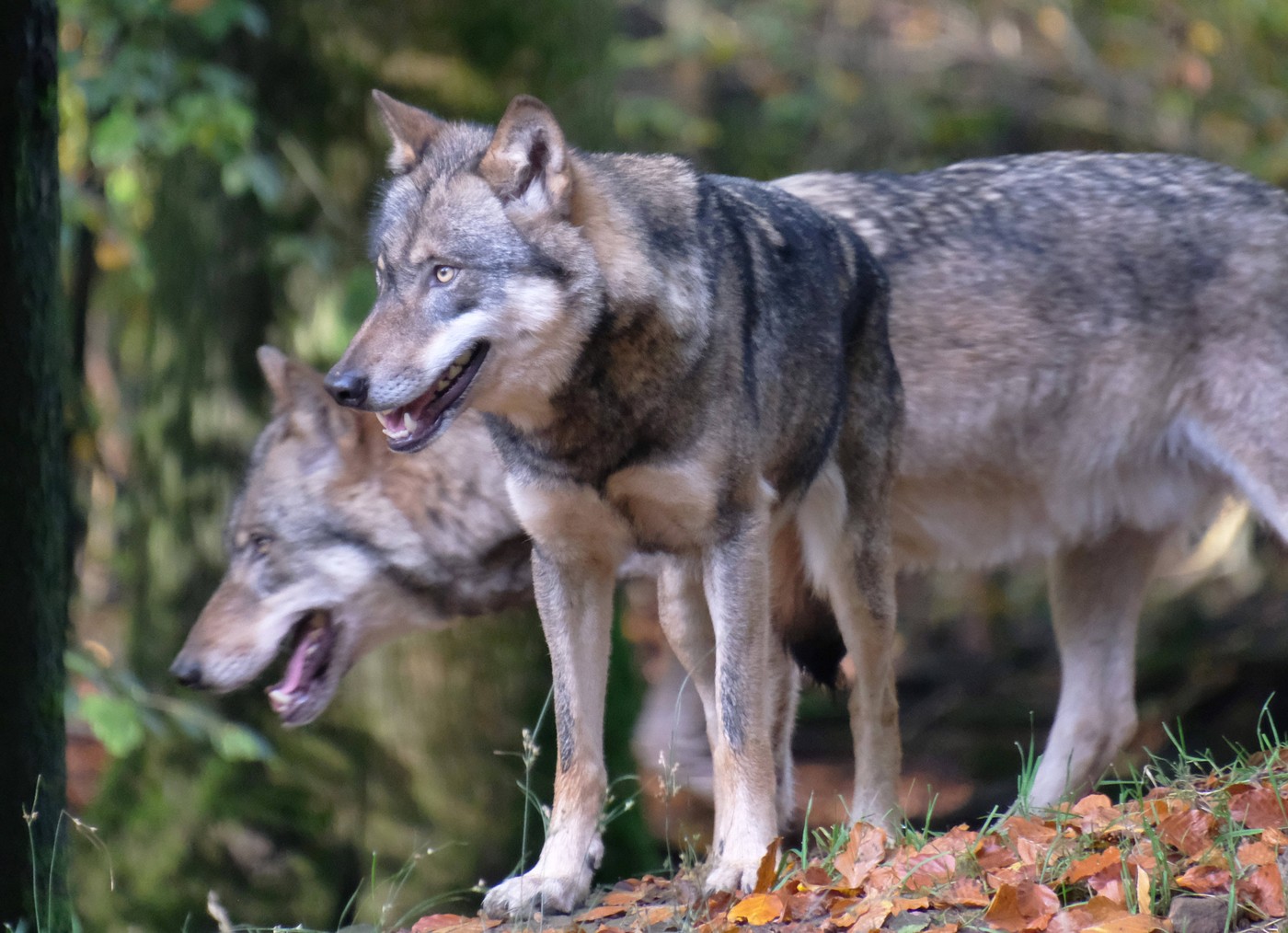 Imagini rare cu o familie de lupi surprinse în Parcul Național Semenic ...
