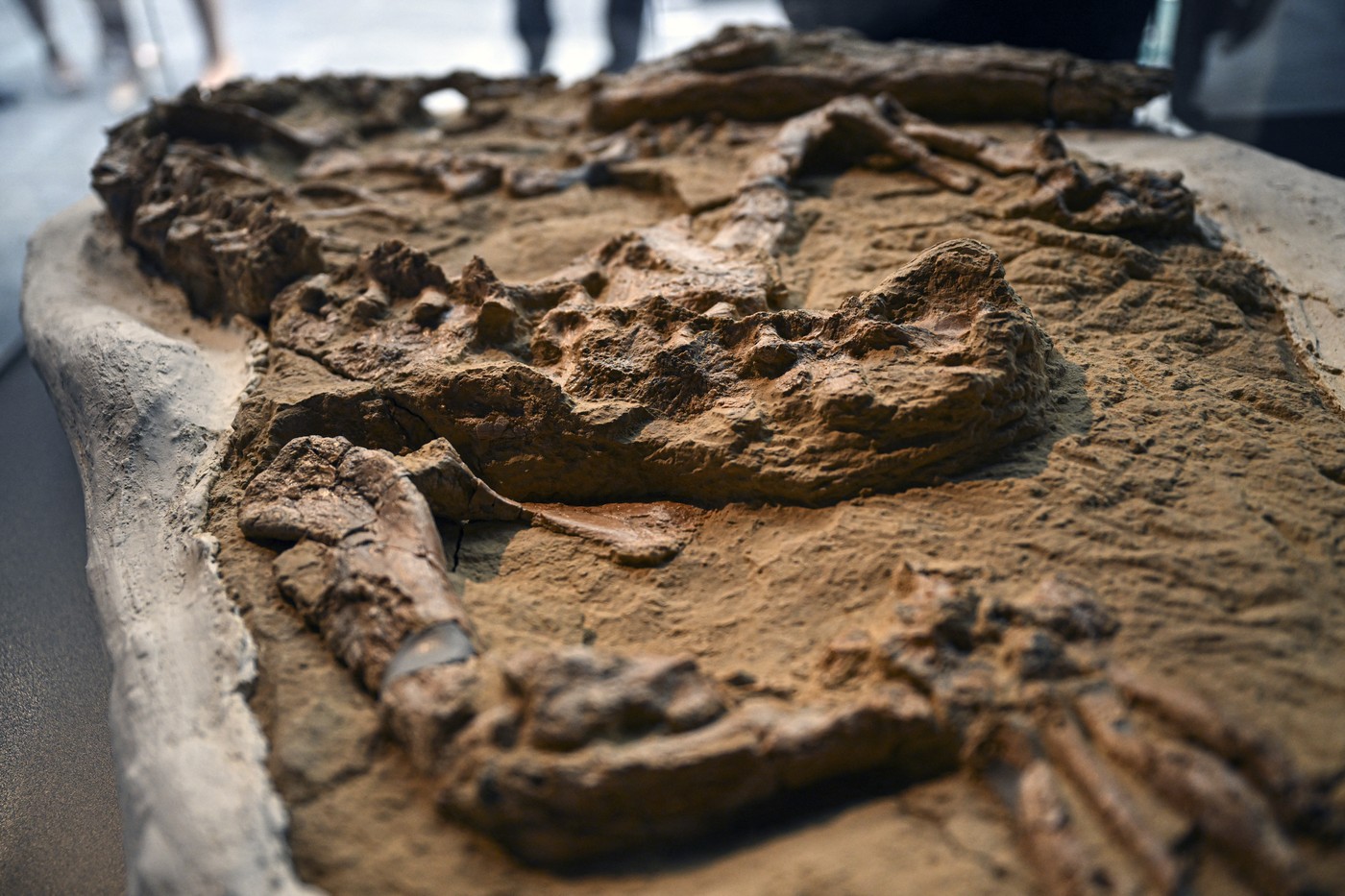 Descoperire istorică în deșertul Ocucaje. Fosile rare ale unui crocodil ...