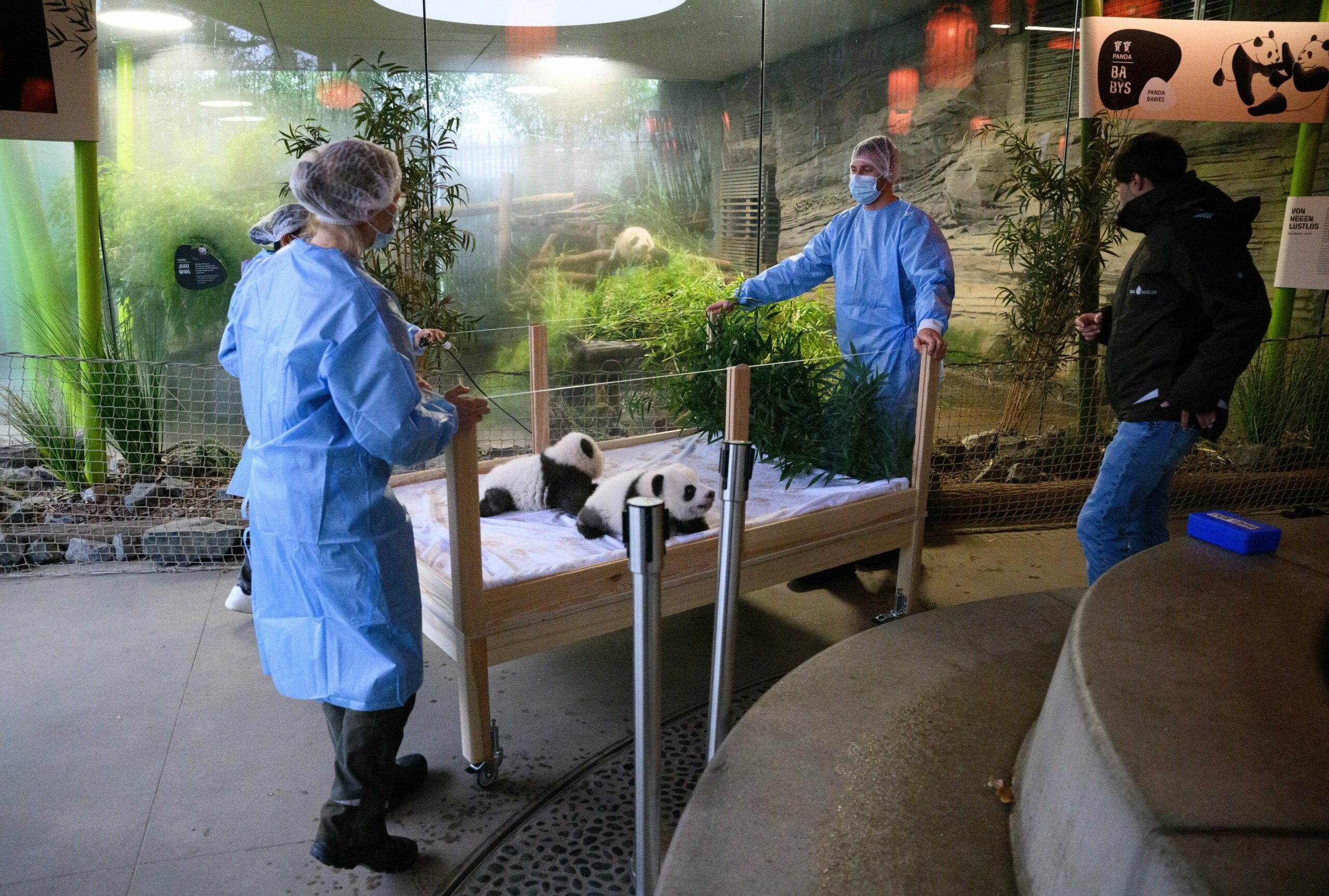 Grădina Zoologică din BERLIN a botezat doi ursuleți PANDA. Ce nume au ...