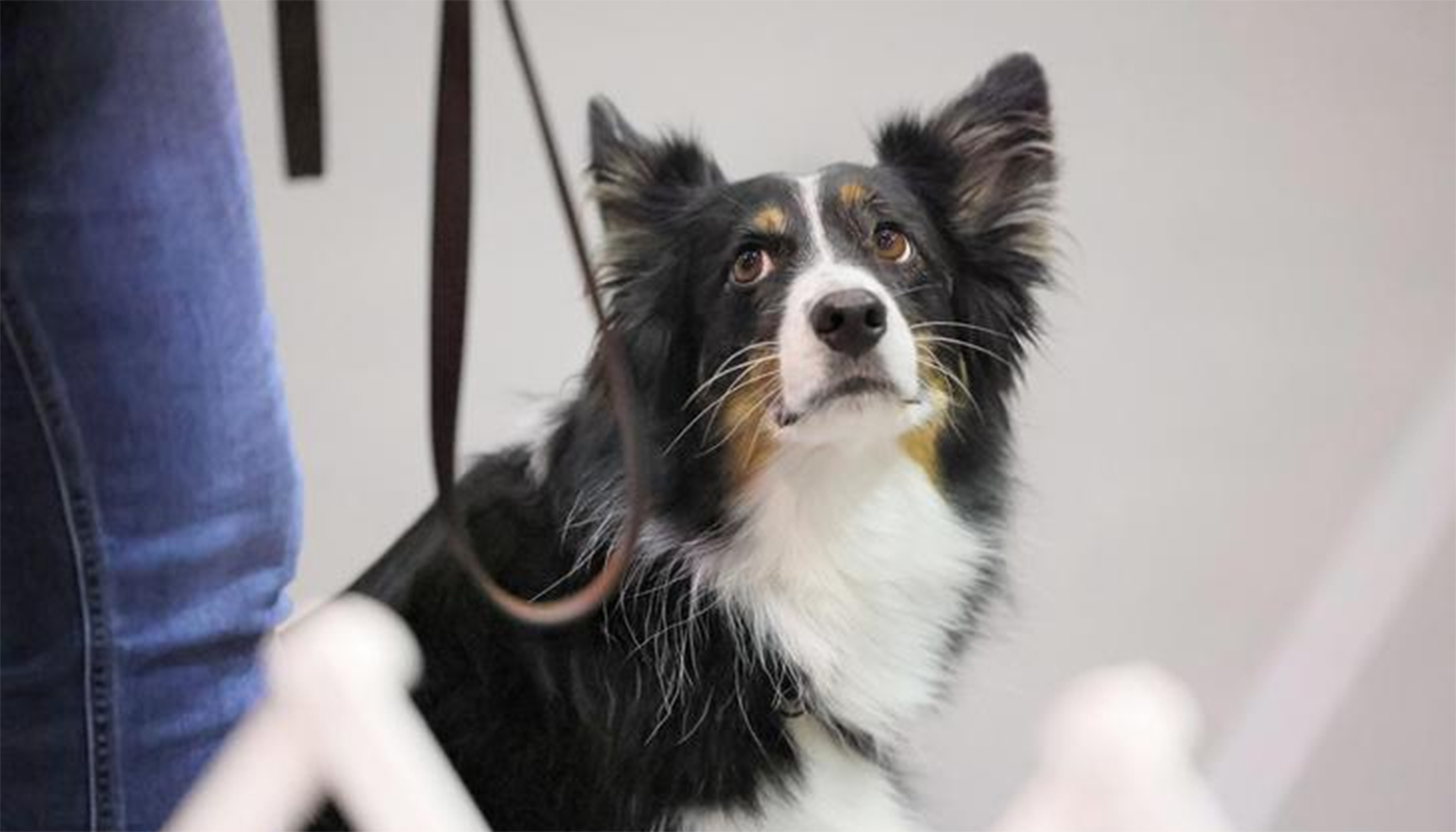 Care e cea mai inteligentă rasă de câine, de fapt. Vezi cât de DEȘTEPT ...