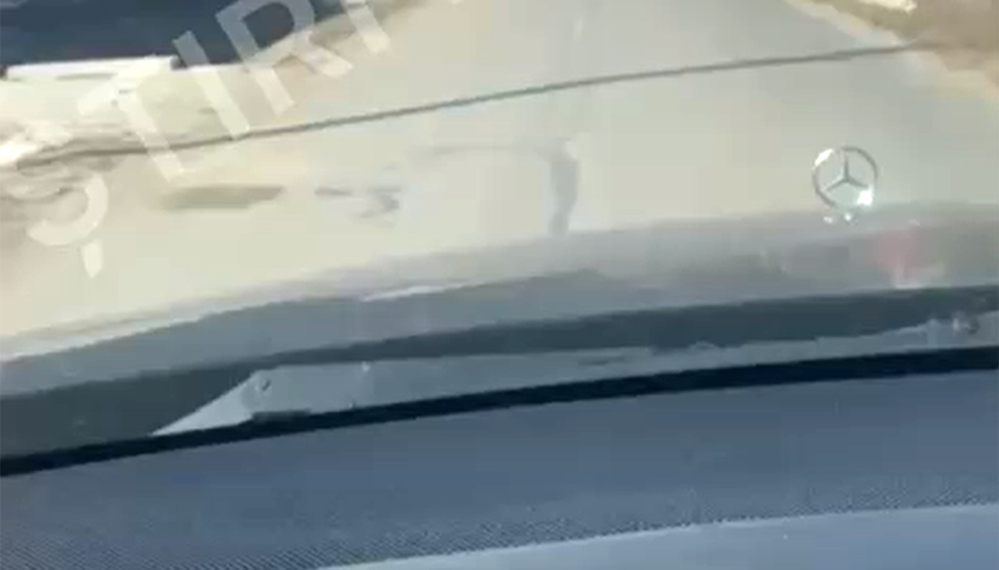 Uitați de cangurul din București! Ce animal exotic a fost filmat gonind ...