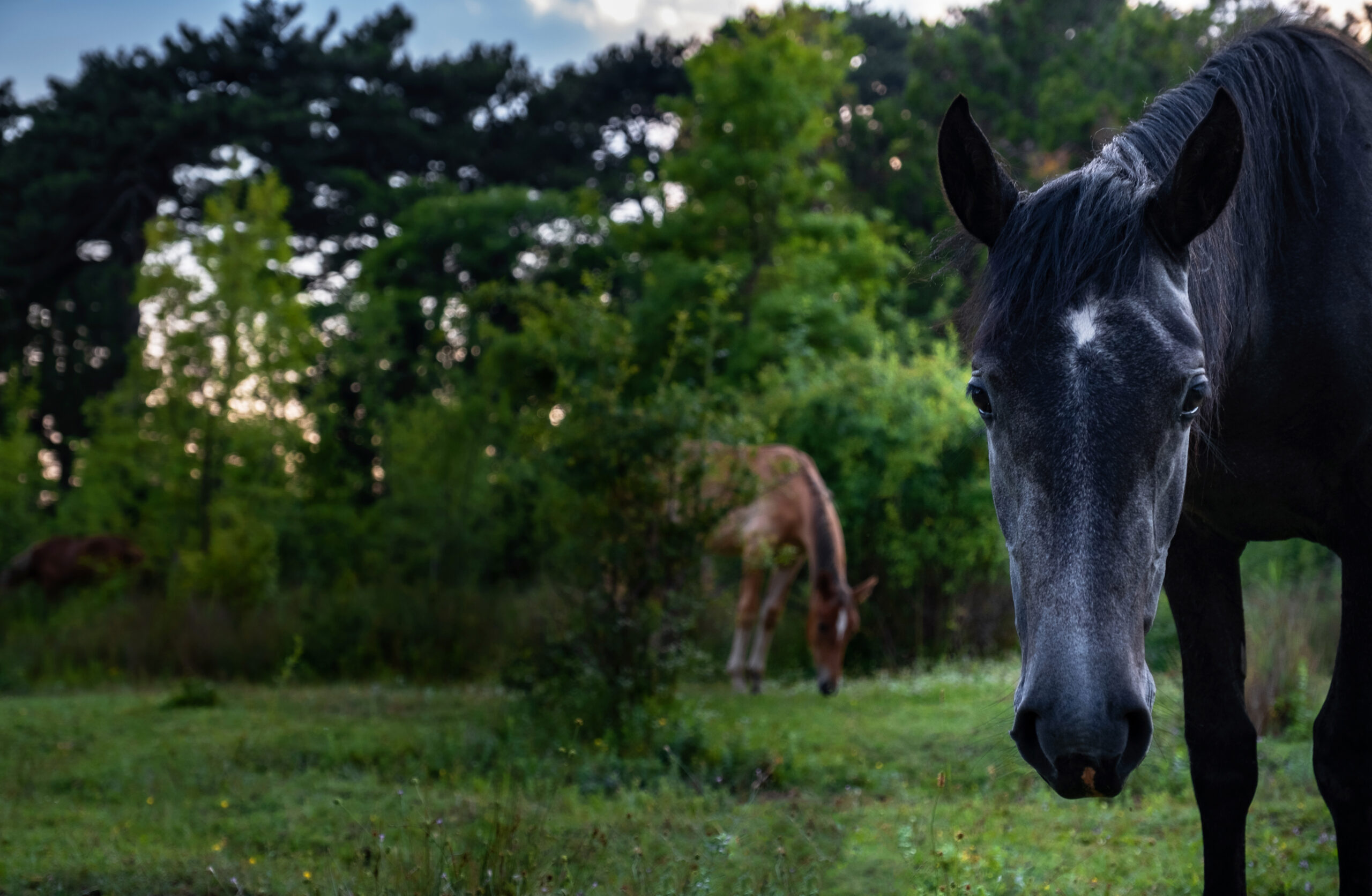 Tânăr, reținut de polițiștii din Olt, după ce și-a lovit CALUL ...