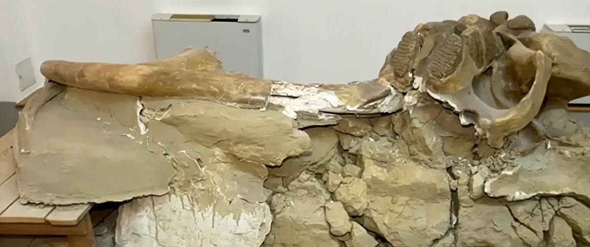 Unicul colţ de mamut de stepă, descoperit vreodată pe teritoriul ...