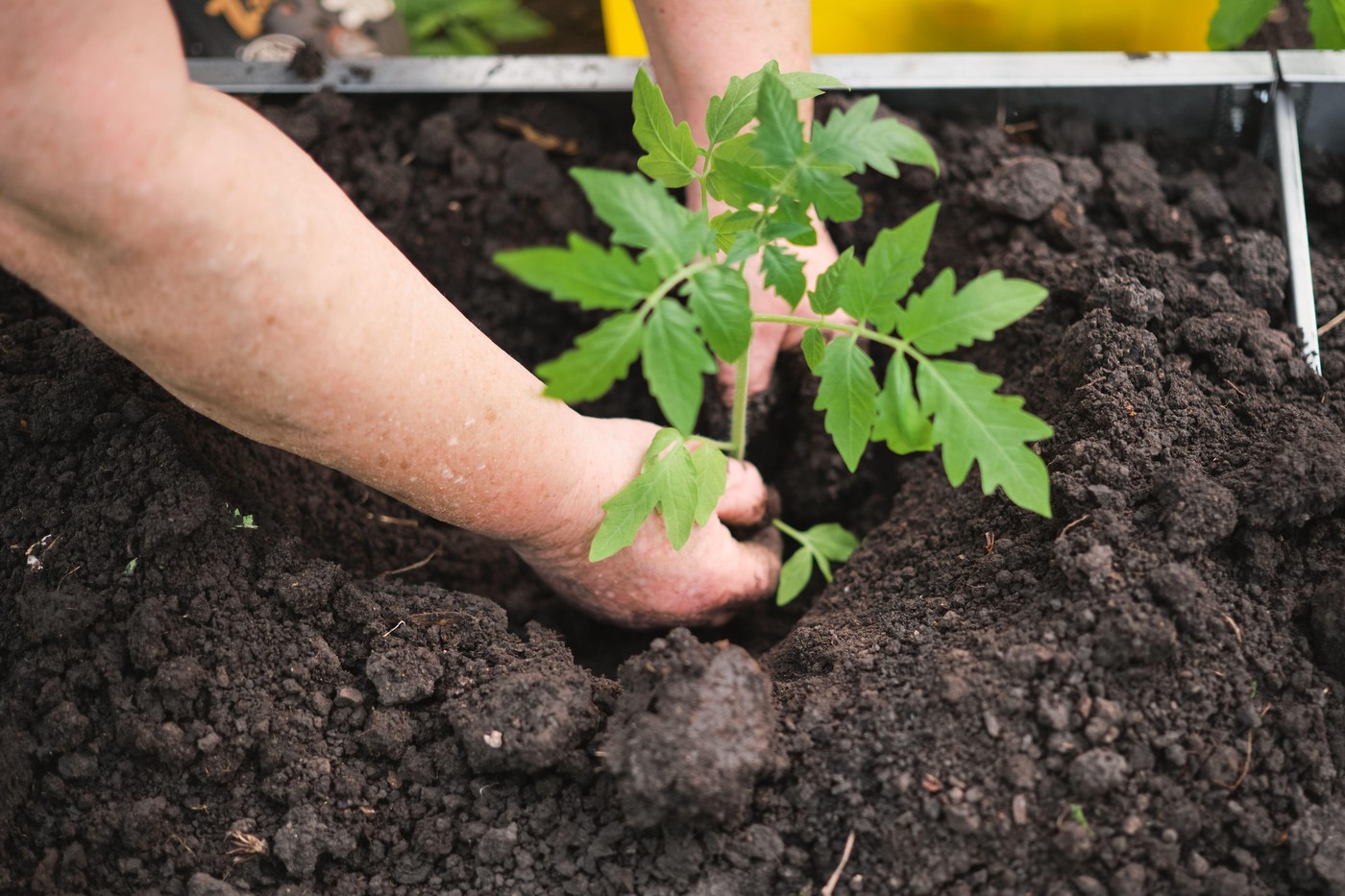 Când este cel mai bun moment pentru a planta răsadurile de roșii în ...