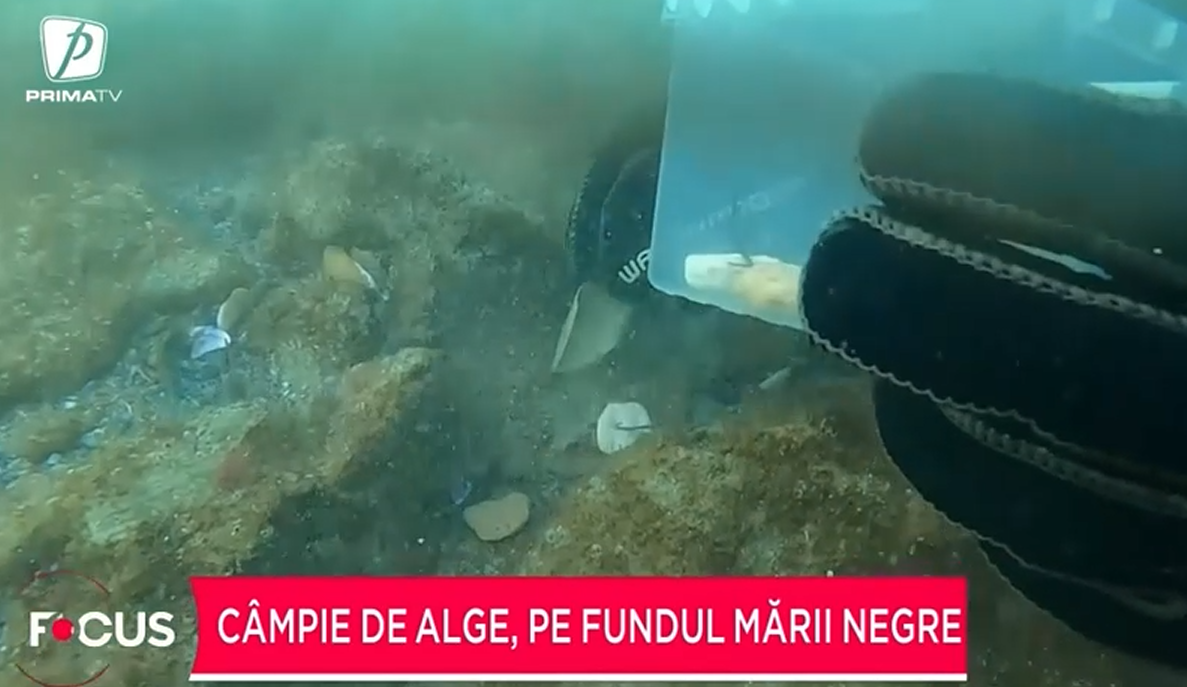 Câmpie de alge, pe fundul Mării Negre. Va ajuta la refacerea ...