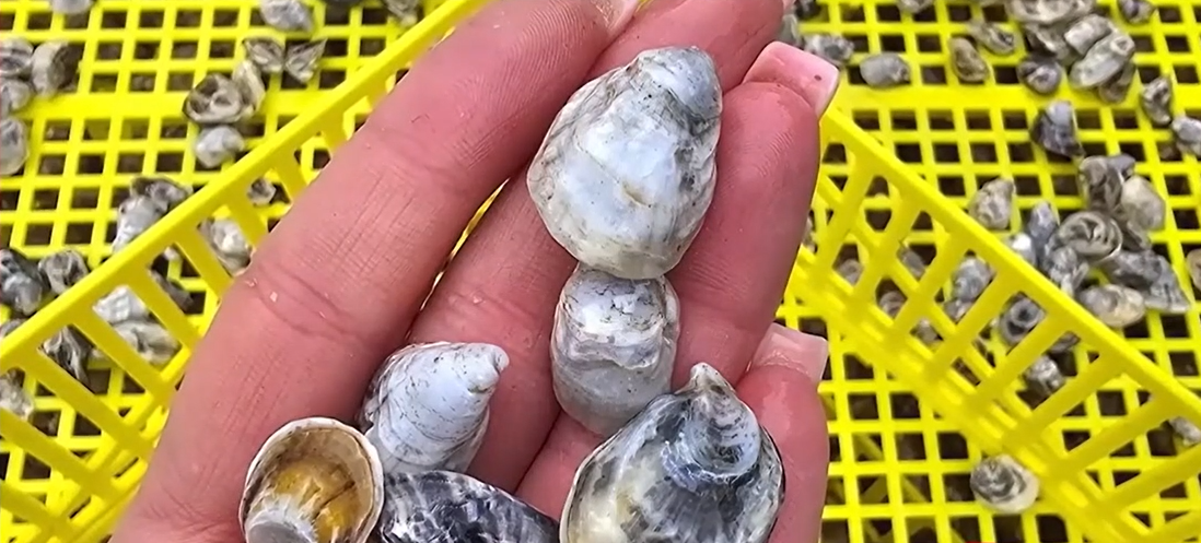 În această vară, vom mânca primele STRIDII japoneze crescute în Marea ...